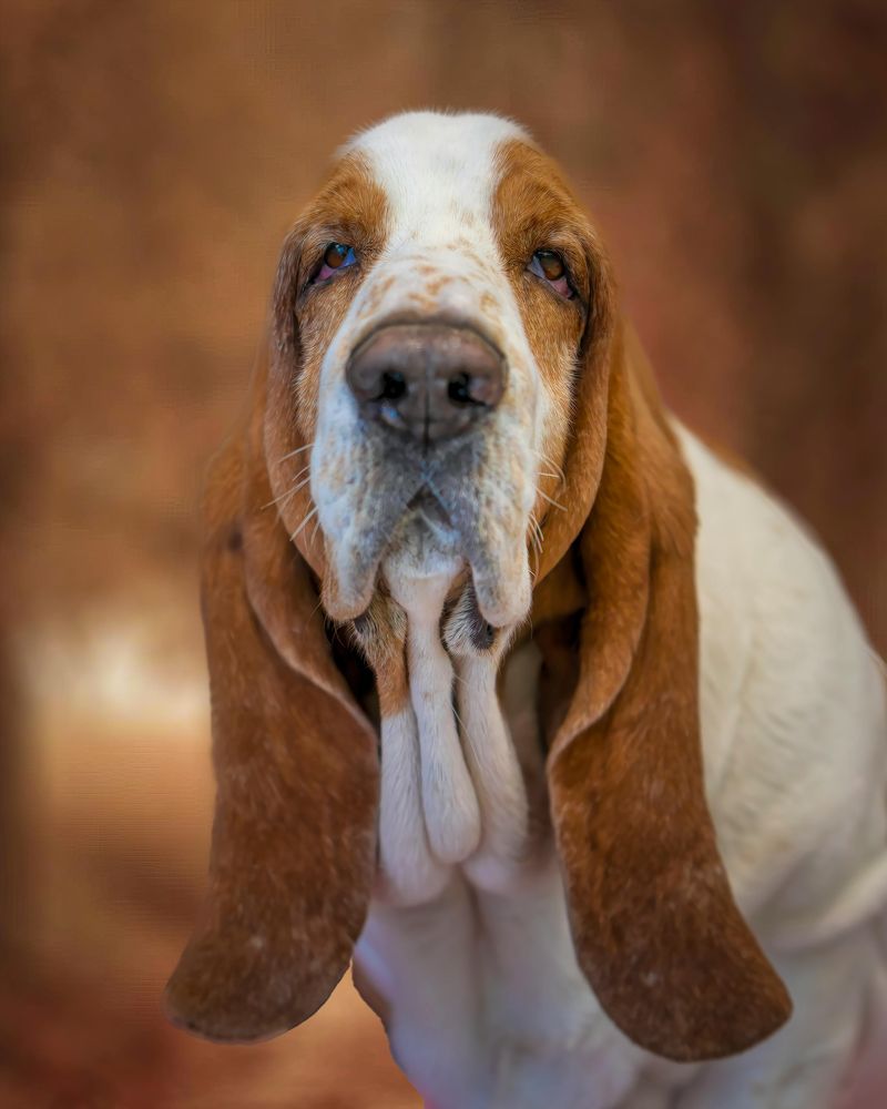 These 10 dog breeds are often described as old-soul companions