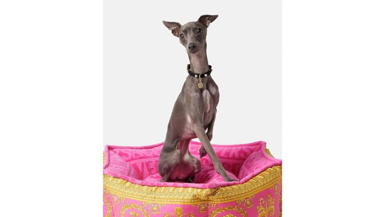 Luxury pet accessories for pampered dogs and cats