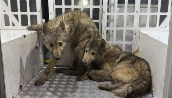 Mystery of howling 'wolf-type dogs' found roaming UK city finally solved