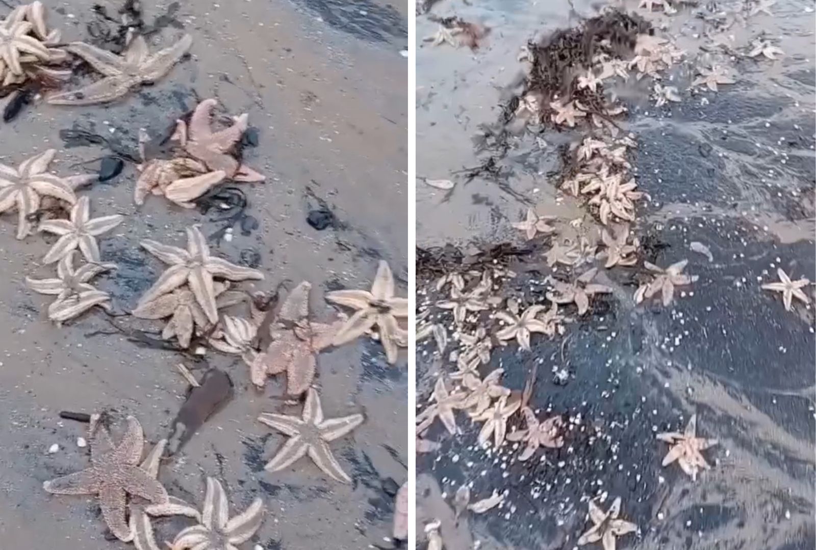 Thousands of starfish stranded on Edinburgh beach as winter weather ...