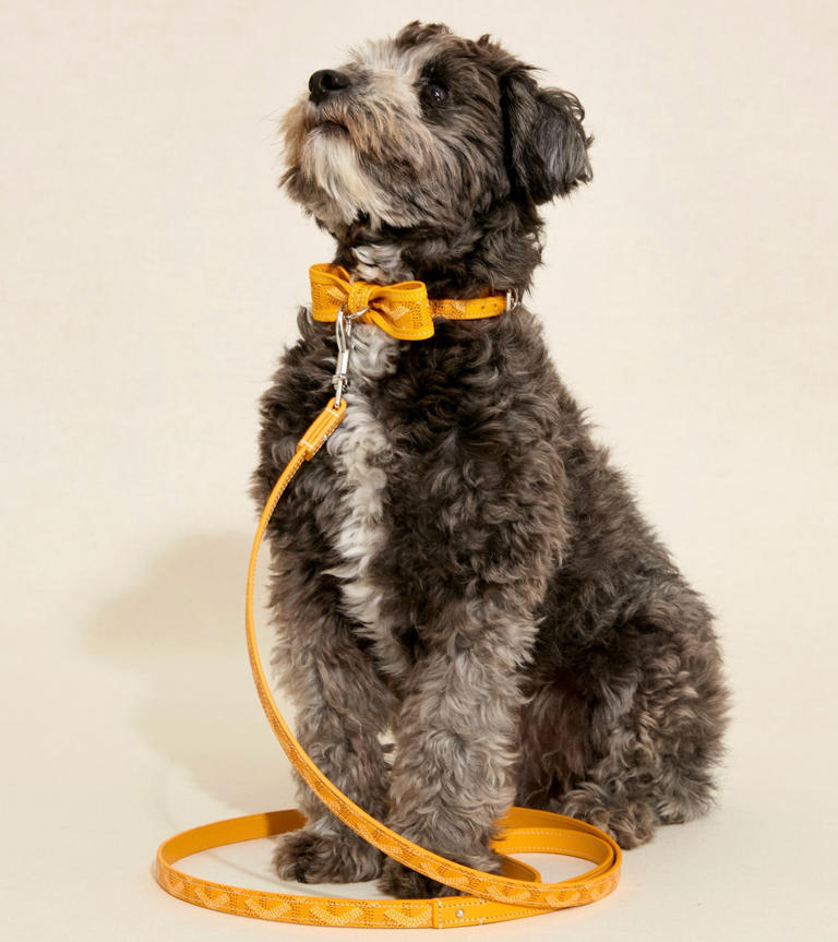 Luxury pet accessories for pampered dogs and cats
