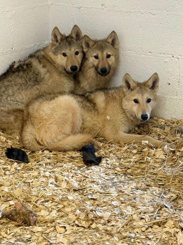 Mystery of howling 'wolf-type dogs' found roaming UK city finally solved