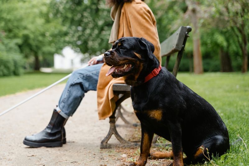 Breed myths won't die – 12 dogs people still stereotype (and what's ...