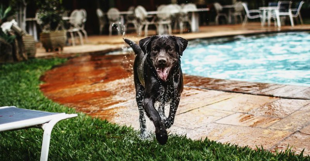 Not all easy dogs are the same – 12 breeds with totally different strengths