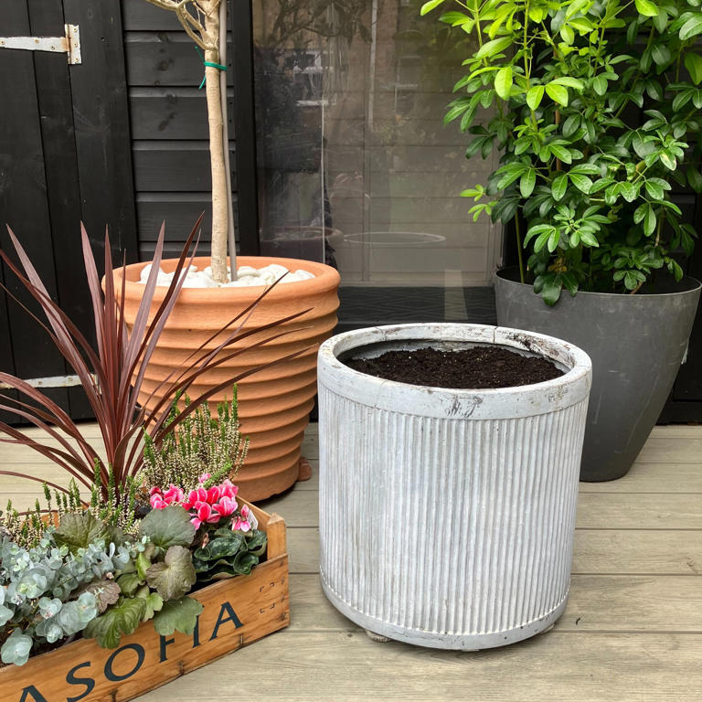 This simple winter planter is how I'm adding colour and life to my ...