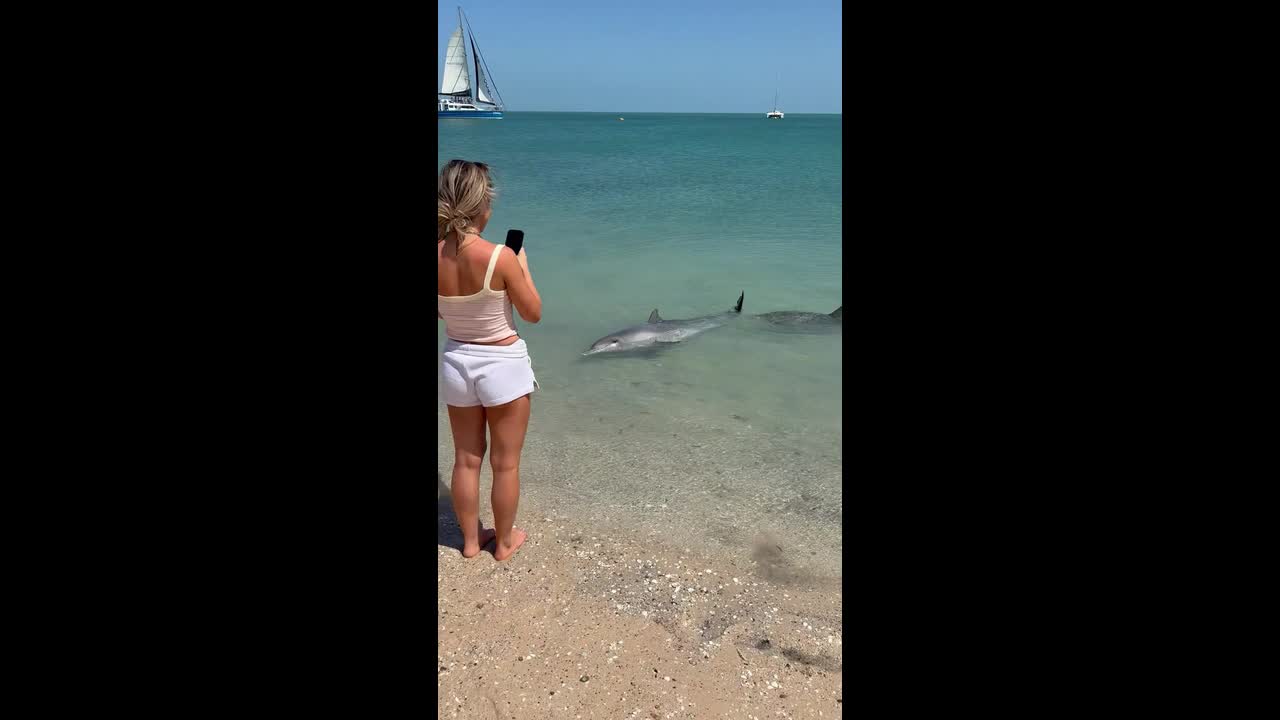 Woman delights in close dolphin encounter in Perth, Australia