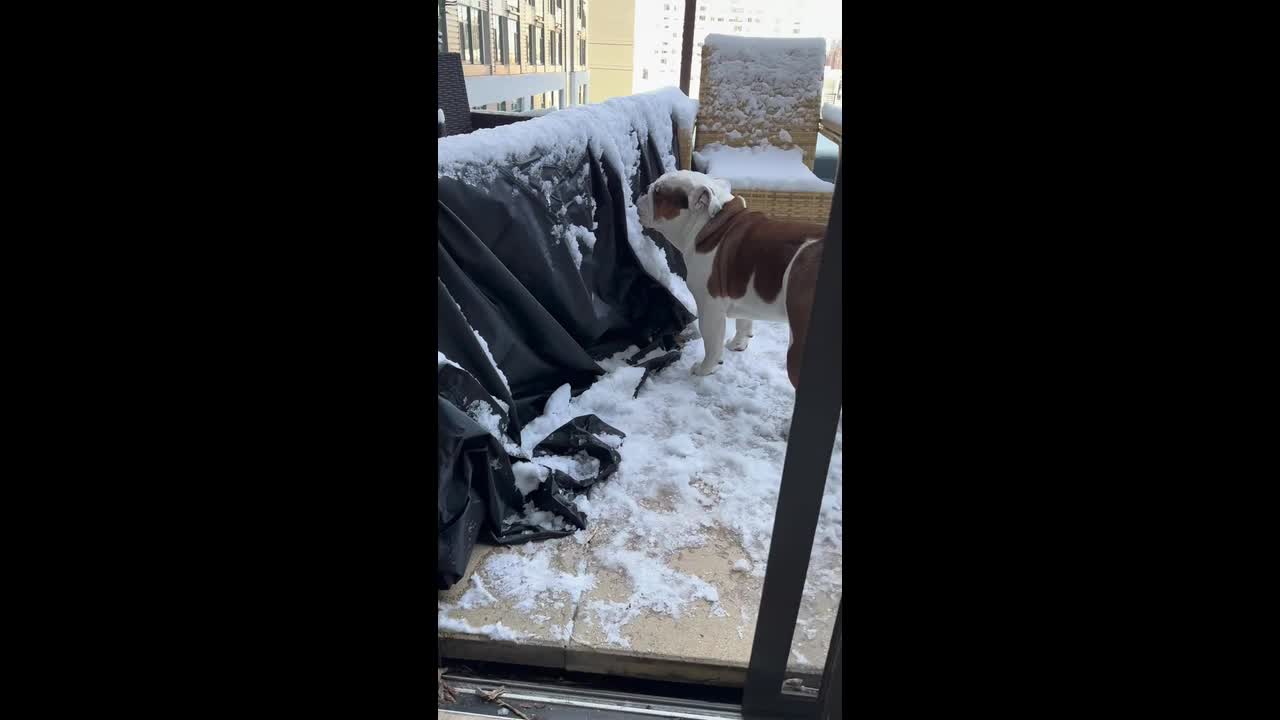 Pet dog ignores owner while eating snow on veranda in USA