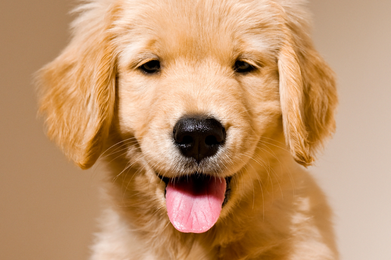 Golden retriever’s snack-begging smile is so cute, it should be illegal