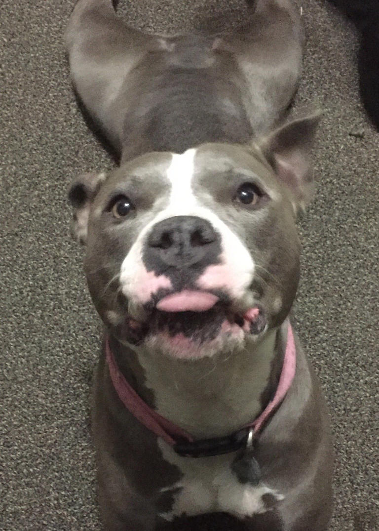 No holidays off: One man’s daily commitment to walking shelter dogs