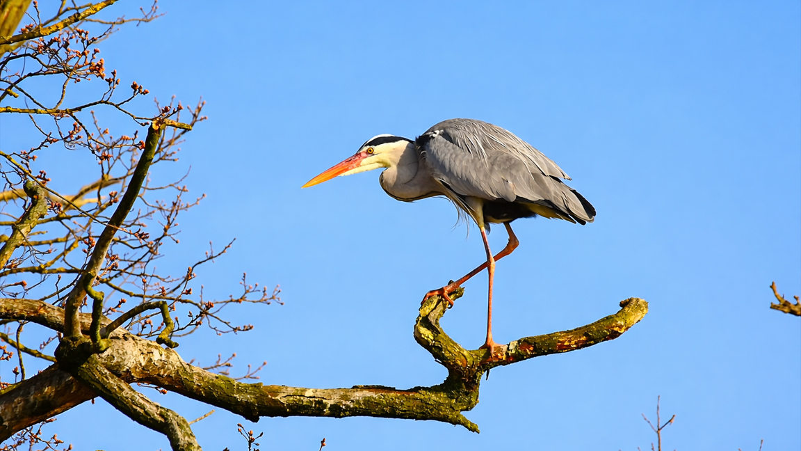 A serene moment with the grey heron