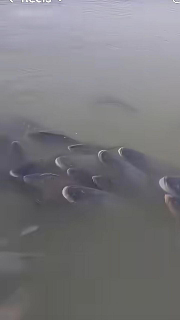 Ice fishing | याठिकाणी हातोडा घेऊन लोक जातात मासेमारी करण्यासाठी