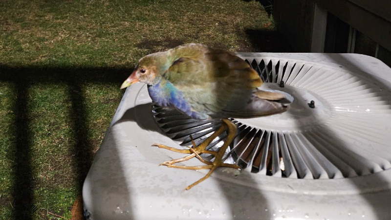 Rare visitor: Tropical bird found in Massachusetts woman's yard