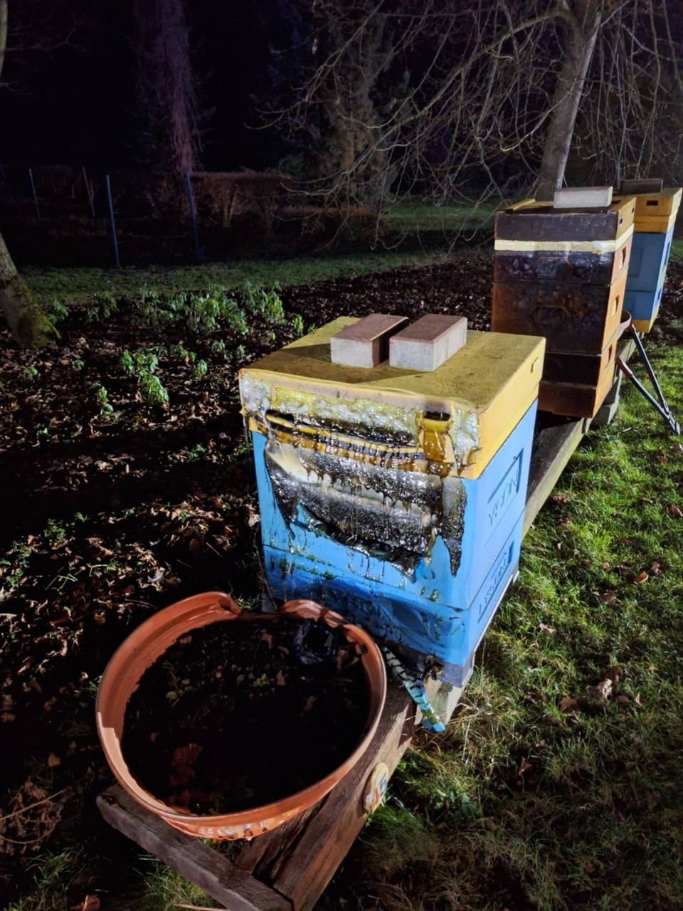 Pożar pasieki pod Warszawą. Doszczętnie spłonęło kilka uli z pszczołami ...