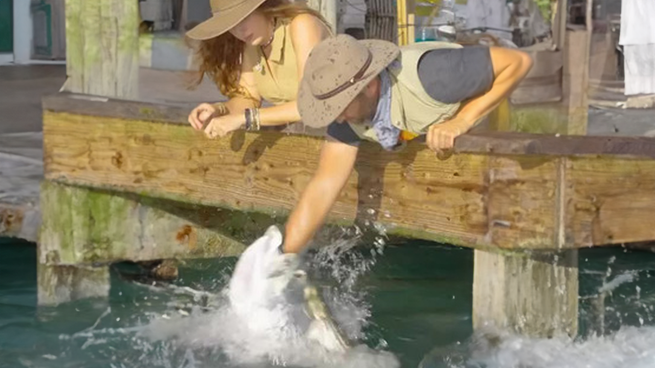 Bitten by a giant tarpon