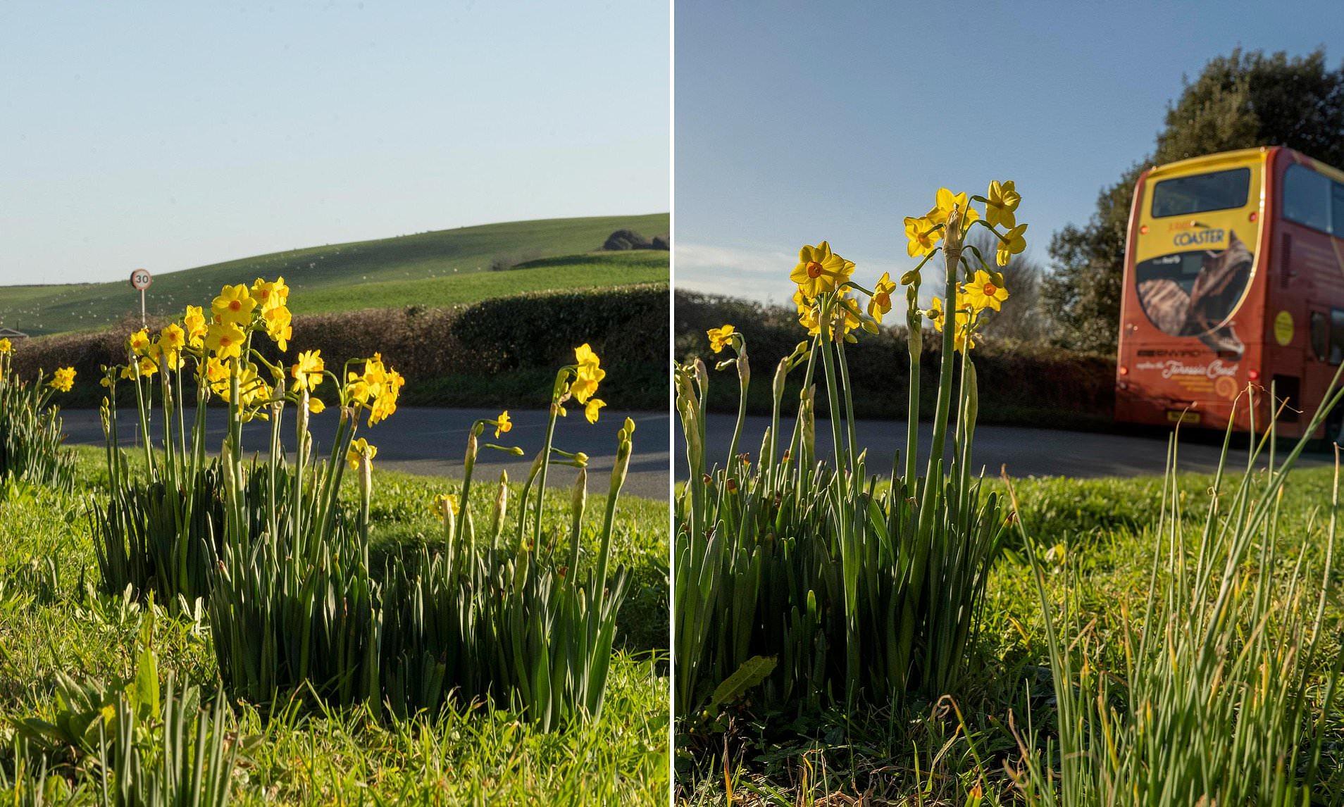 Daffodils bloom in December after mild temperatures - but 2026 will ...