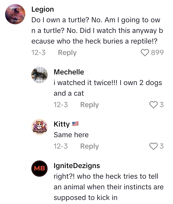 A wildlife expert warned people against burying their turtles for their ...