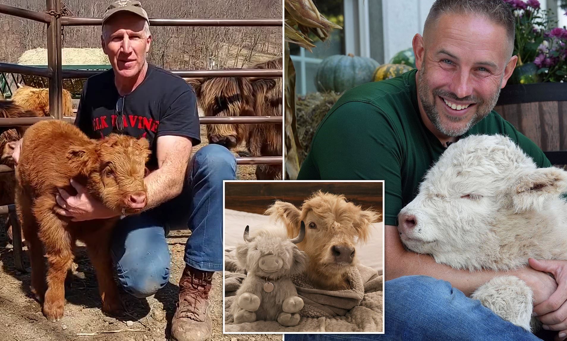 Teacup pigs are out as wealthy Americans spend thousands on Highland cows