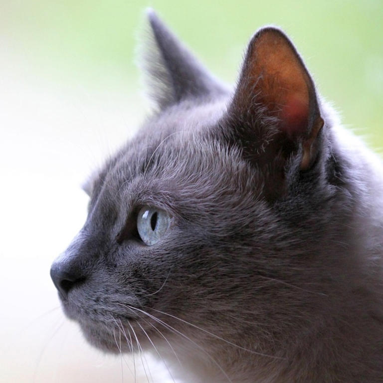 These 7 small behaviors can hurt your cat's feelings (even if they seem ...