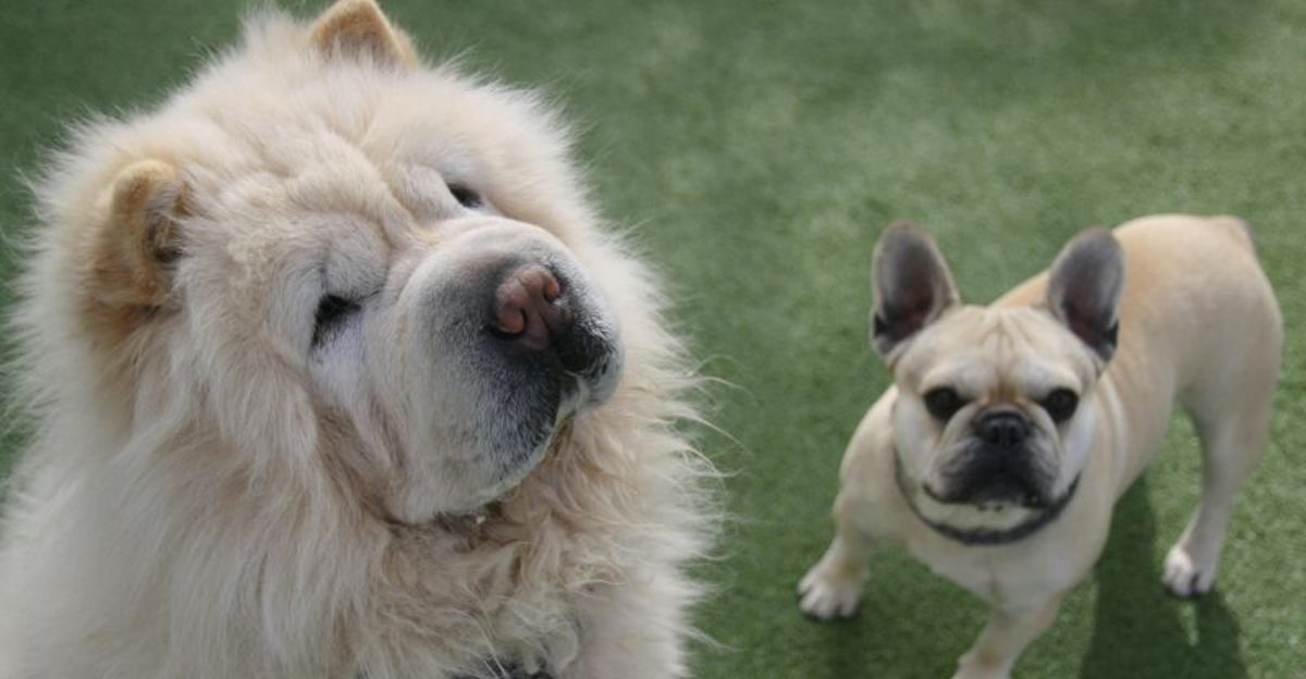 Why some dogs go viral easier – 11 traits that keep showing up in ...