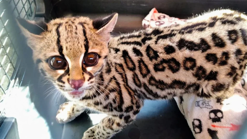 Profepa rescata a un tigrillo en la CDMX