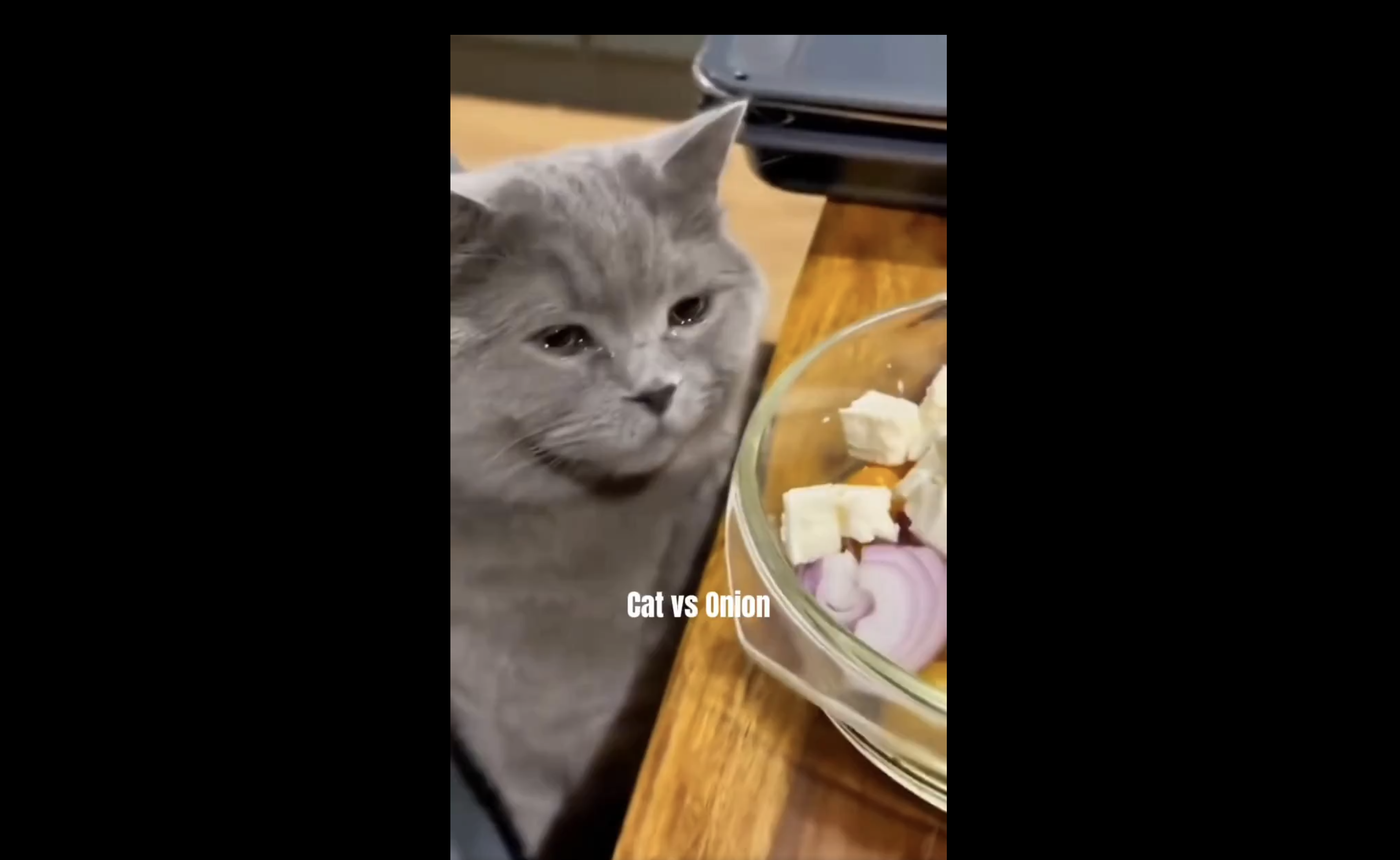 Cat starts crying after mom starts cutting onions