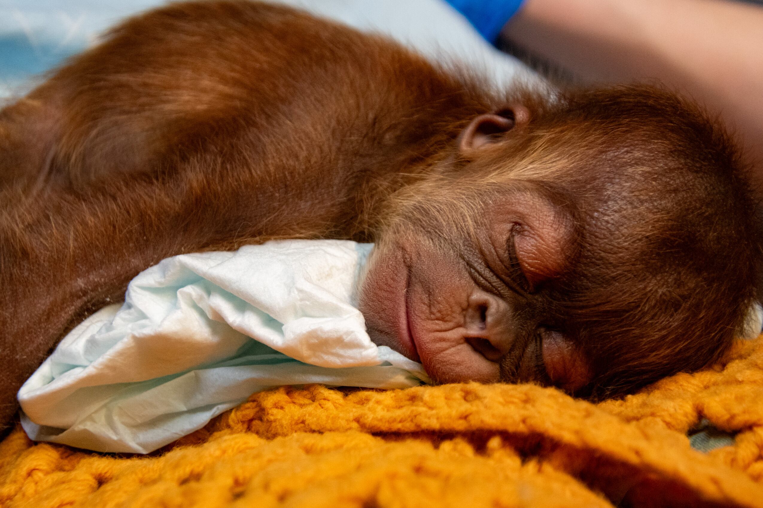 Memphis Zoo welcomes baby orangutan