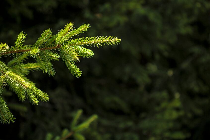 Got a real Christmas tree? Here’s how to recycle it on Oahu