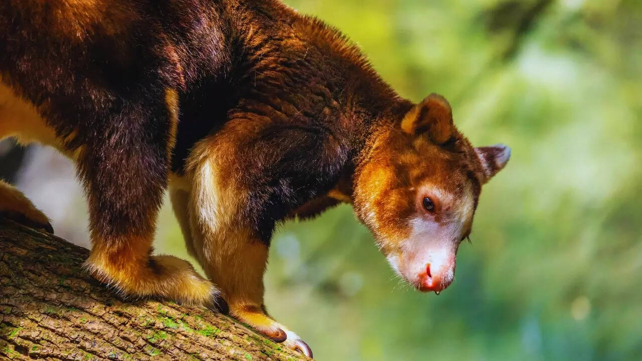 This rare tree kangaroo was missing for 90 years