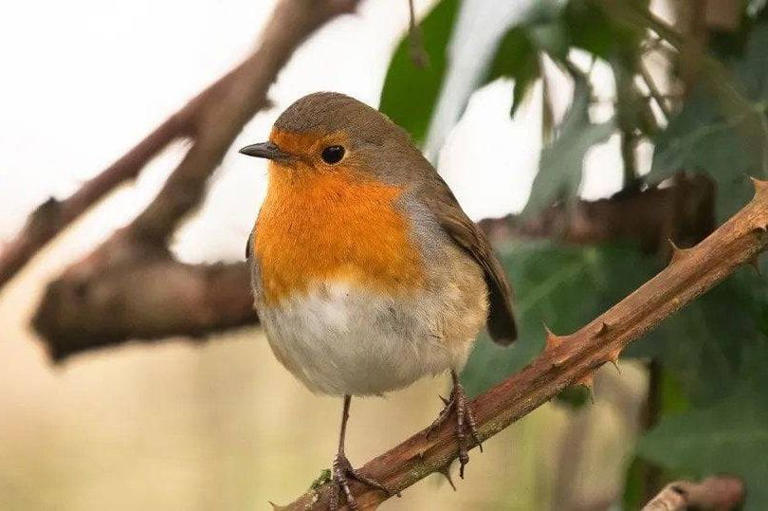 Owl hoots make robins eat less at night, scientists reveal