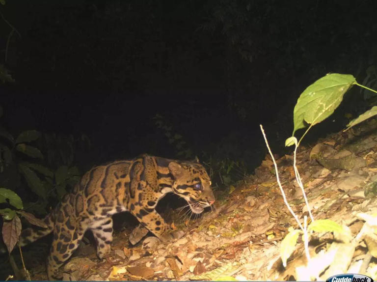 Clouded leopard spotted: Rare clouded leopard sighted in Kakoi Reserve ...