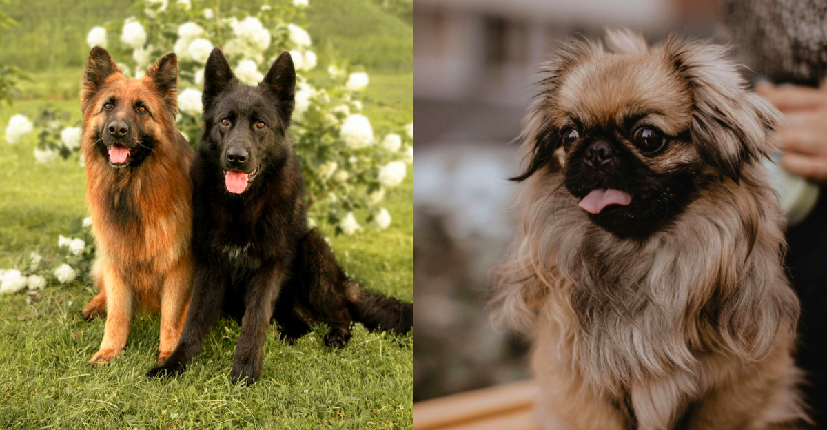 These 12 dog breeds are the worst for allergy sufferers