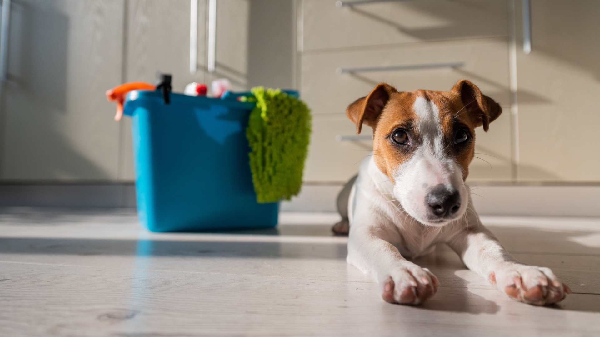10 common cleaning products to avoid using if you have pets in your home