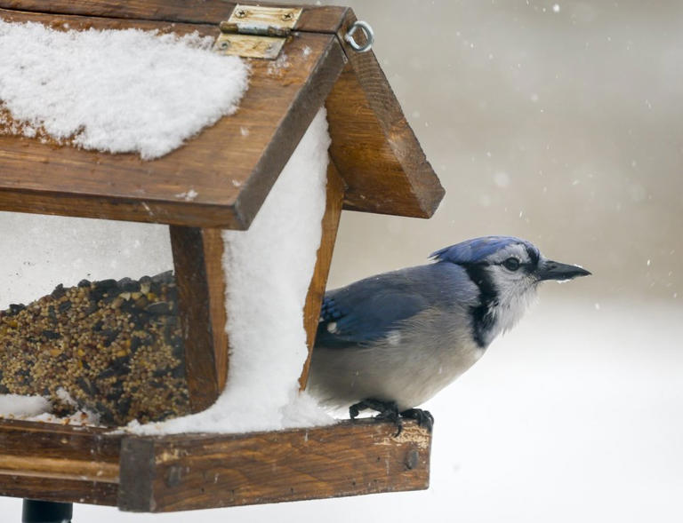 Canada sees numerous winter storm, freezing rain warnings