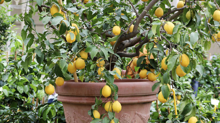 How to prune a lemon tree for more fruit — plus the very best time to do it