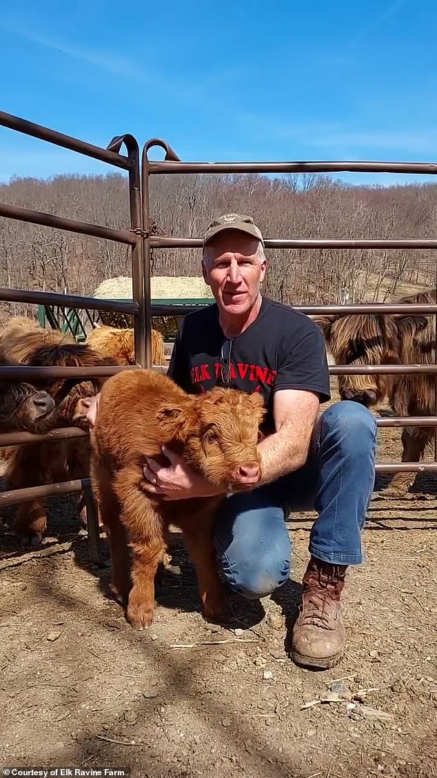 Teacup pigs are out as wealthy Americans spend thousands on Highland cows