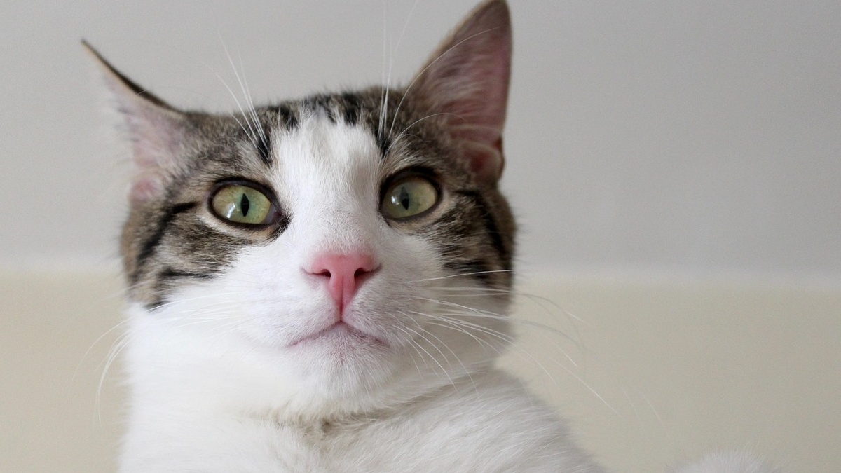 9 facts about cats that many owners prefer to ignore