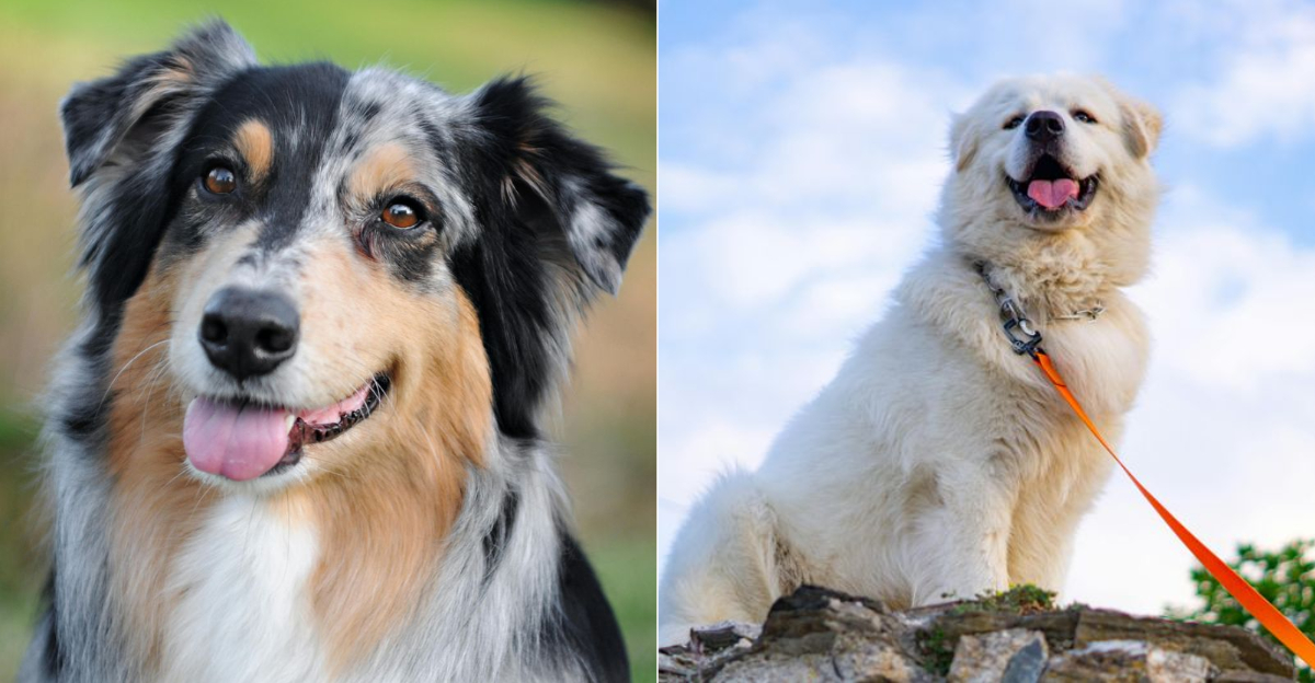 14 dog breeds that would stay with you without hesitation even if the ...