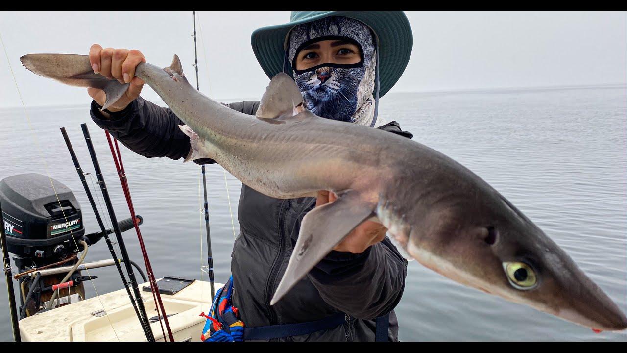 Must try shark recipe catch and cook spiny dogfish