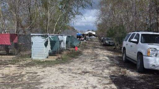 300 roosters rescued, man arrested following fighting ring bust in ...