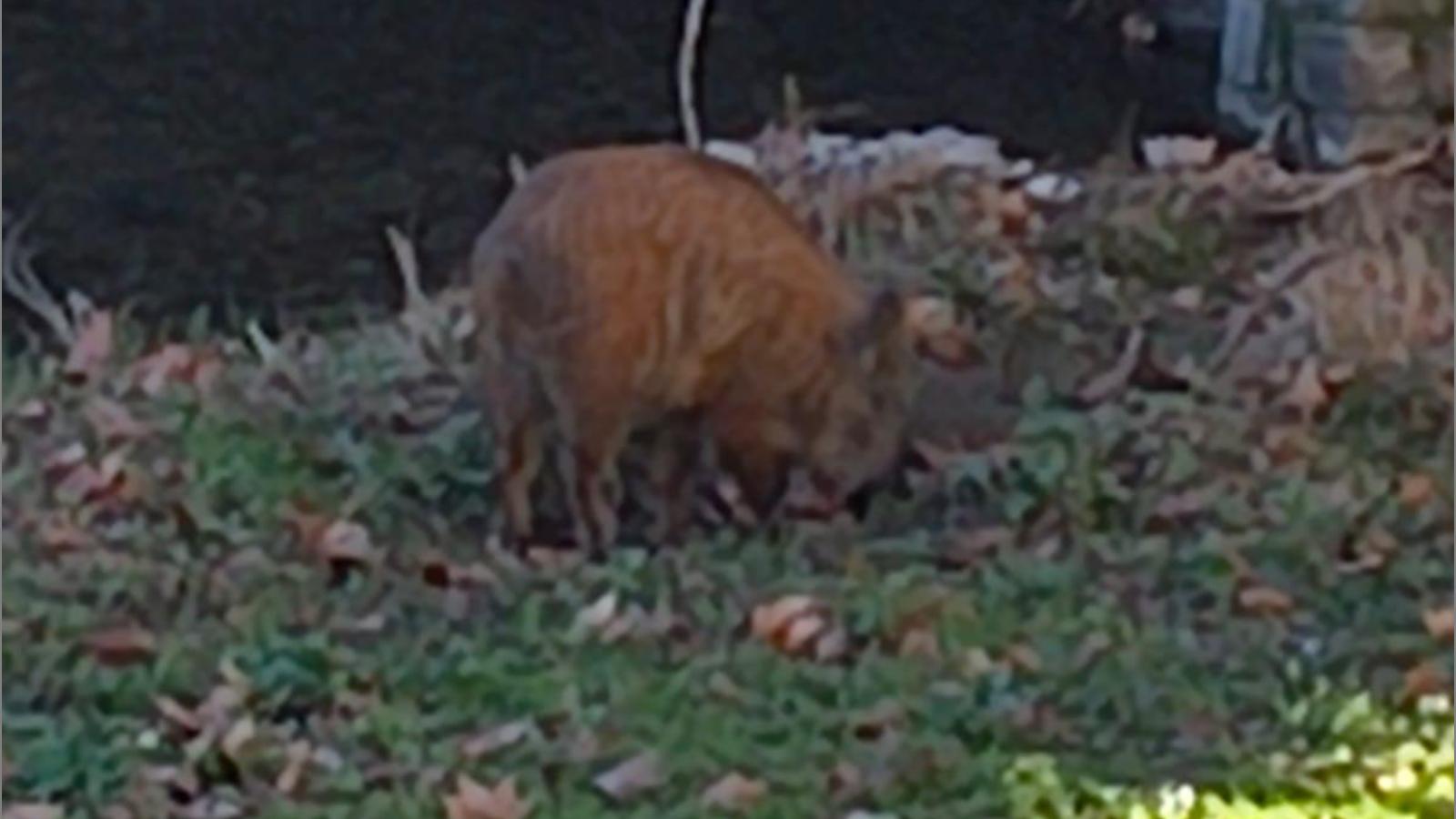 Un cinghiale in piena Firenze: esemplare a due passi dalla Fortezza da ...