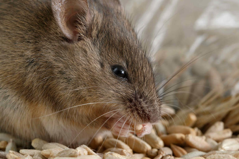 The one natural mouse repellent pest pros trust to work all winter long