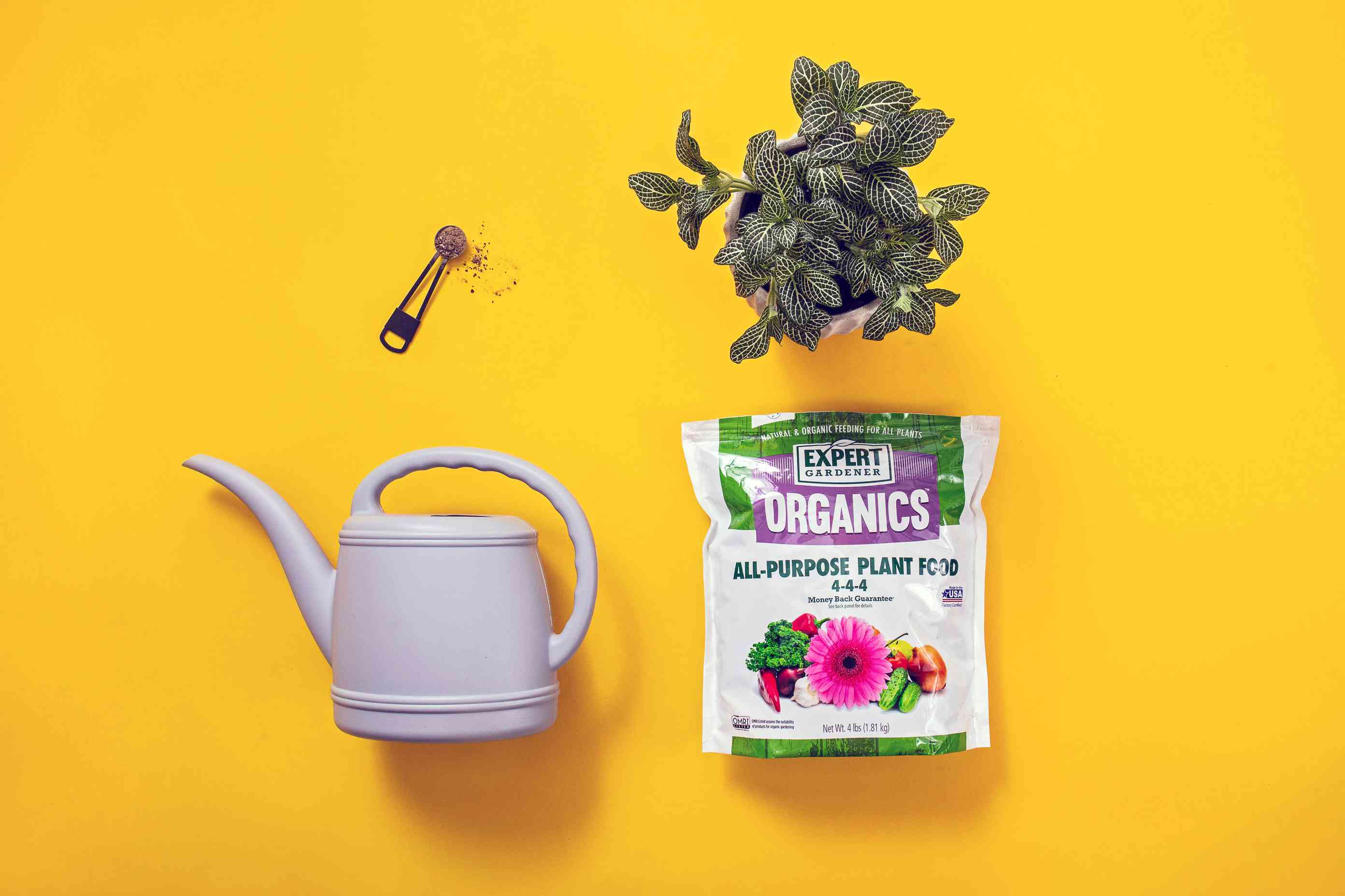 Yes, your houseplants need fertilizer—here’s exactly how (and when) to ...