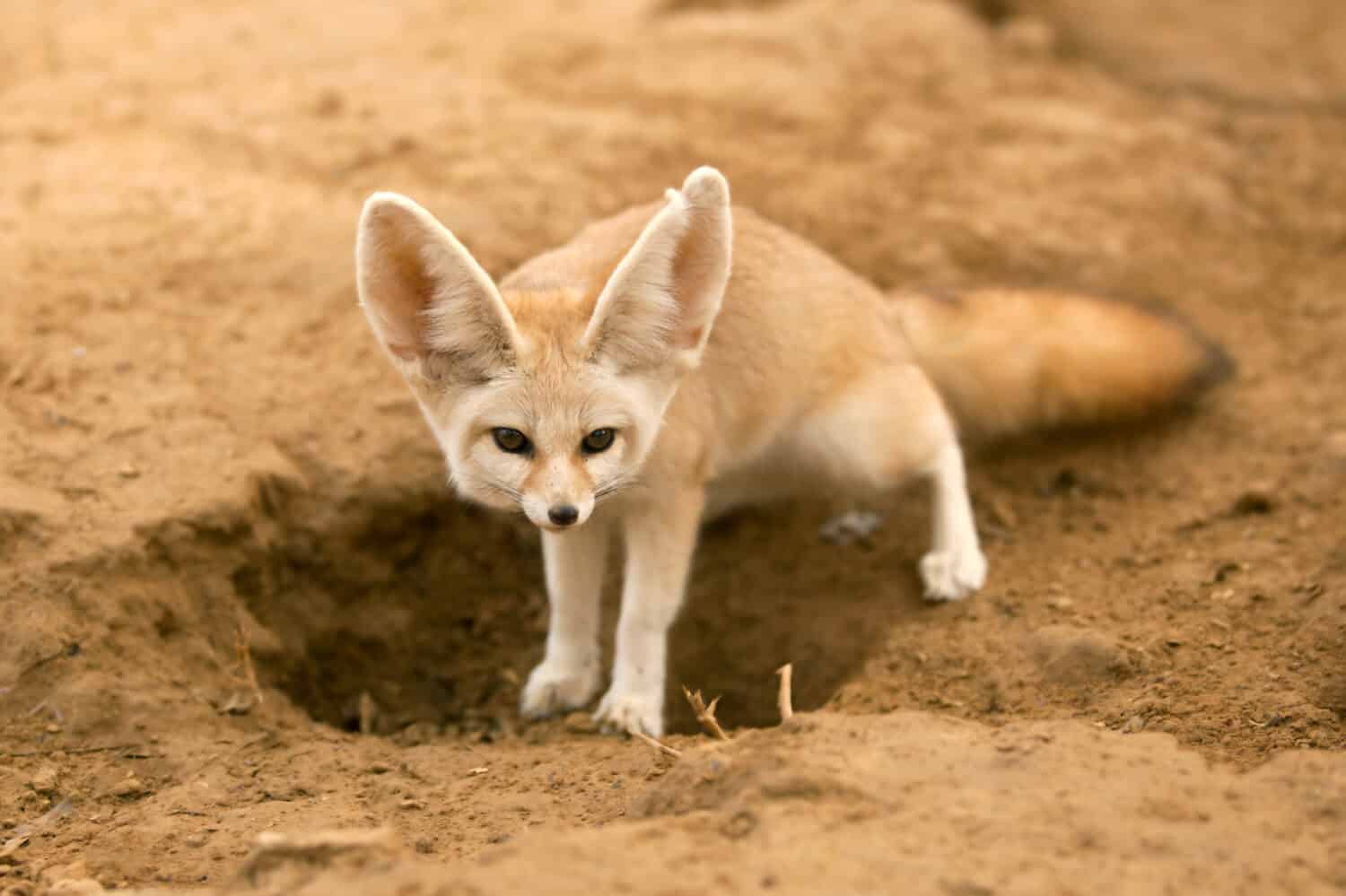 25 tough animals that call the Sahara Desert home
