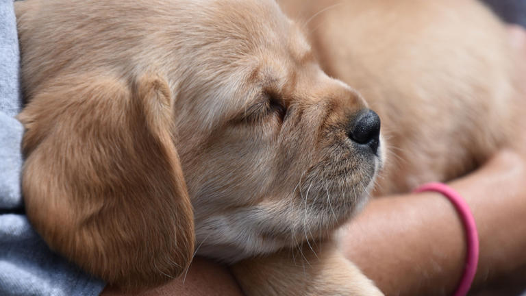 Meet One The Most Adorable Puppy Mix Breeds – The Golden Cavalier