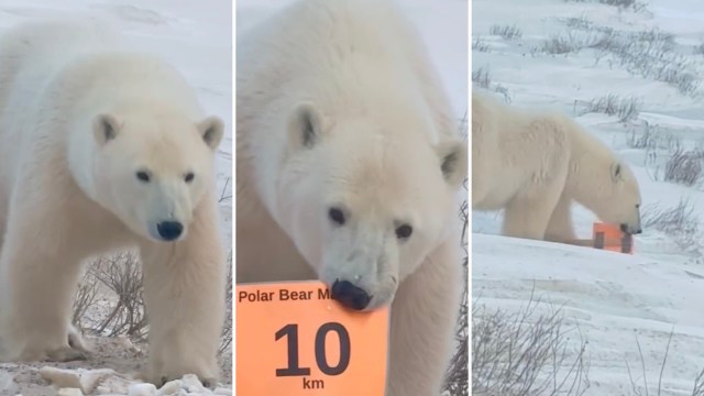 Onlooker captures video as massive polar bear interrupts marathon event ...