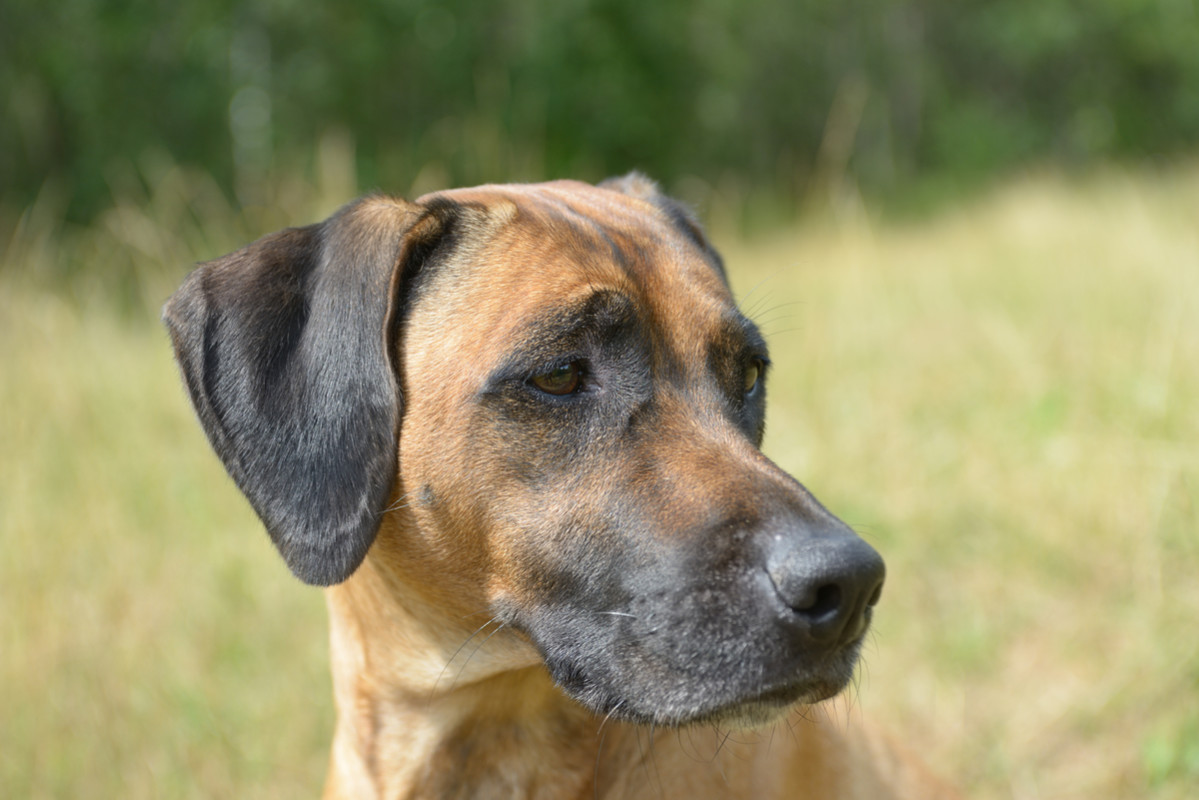Rescue dog 'scared of human touch' now 'knows she is safe' and it's the ...