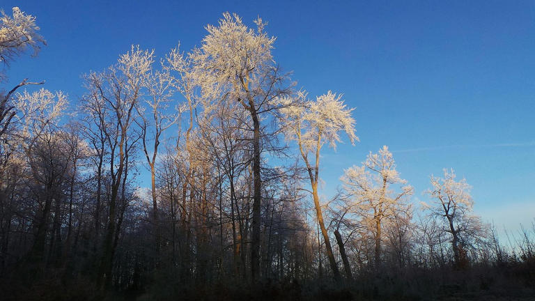 Winteridyll im Kyffhäuserkreis: Frost und Nebel zaubern Kunstwerke in ...