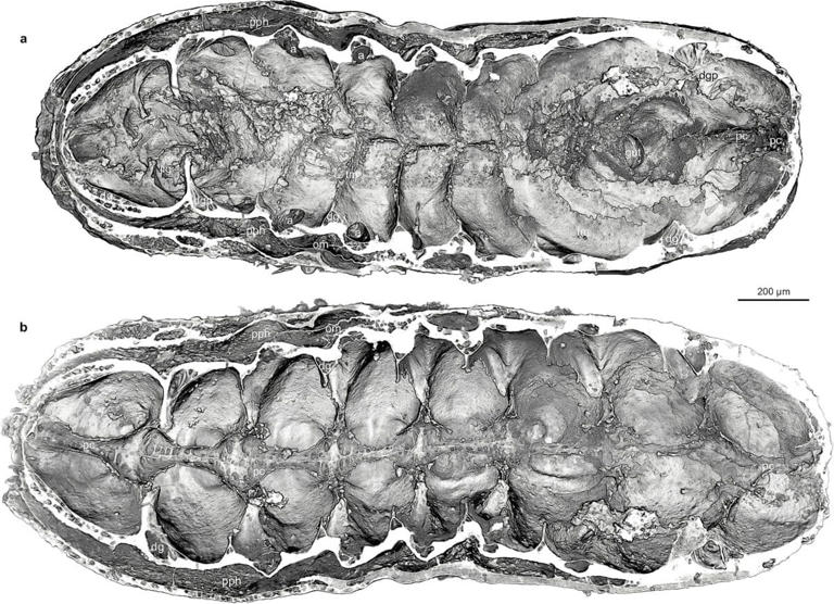 Scientists just found a well-preserved fossil with a brain, and it’s ...