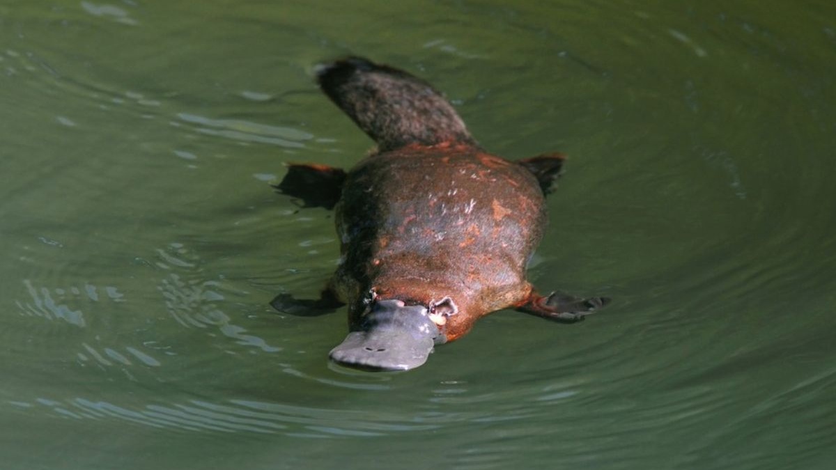 These are the 8 most curious and extraordinary animals in the world