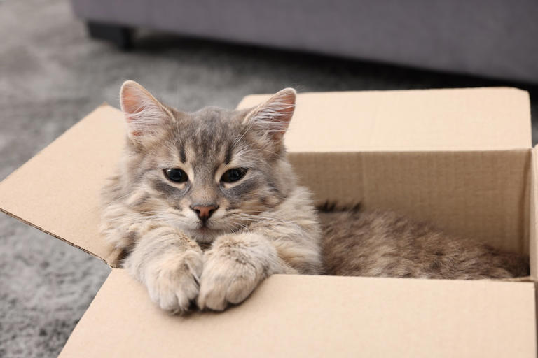 Kitty’s catnip cuddle inside a cardboard box is truly a dream situation